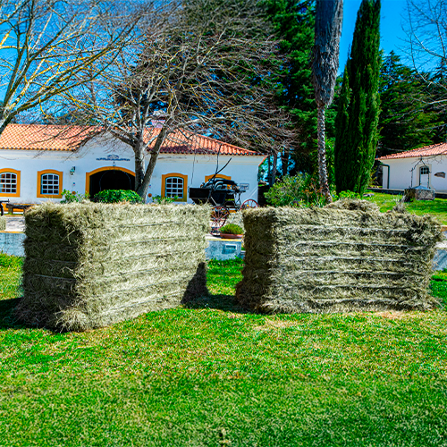 Feno de Prado Natural (Frances) – Fardo Grande - Prestiagro